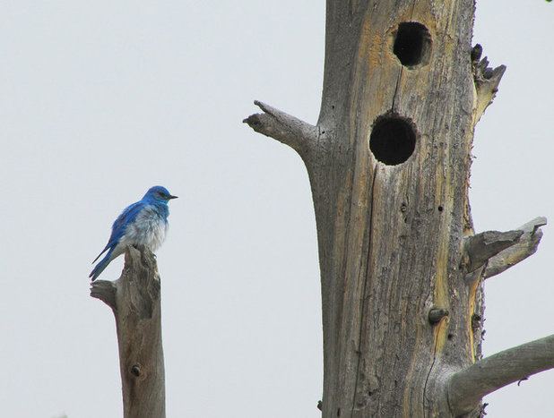 How to Bring the Joy of Bluebirds to Your Garden