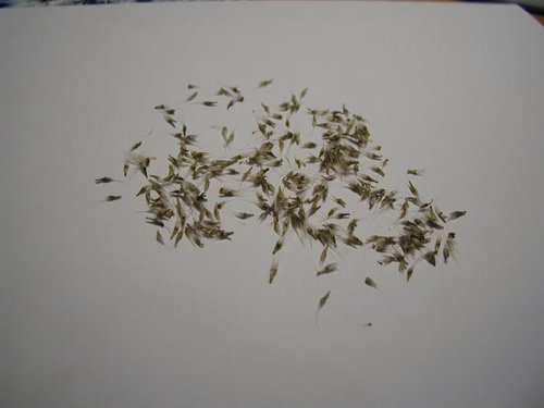 Seeds from Cupids dart? (pic)