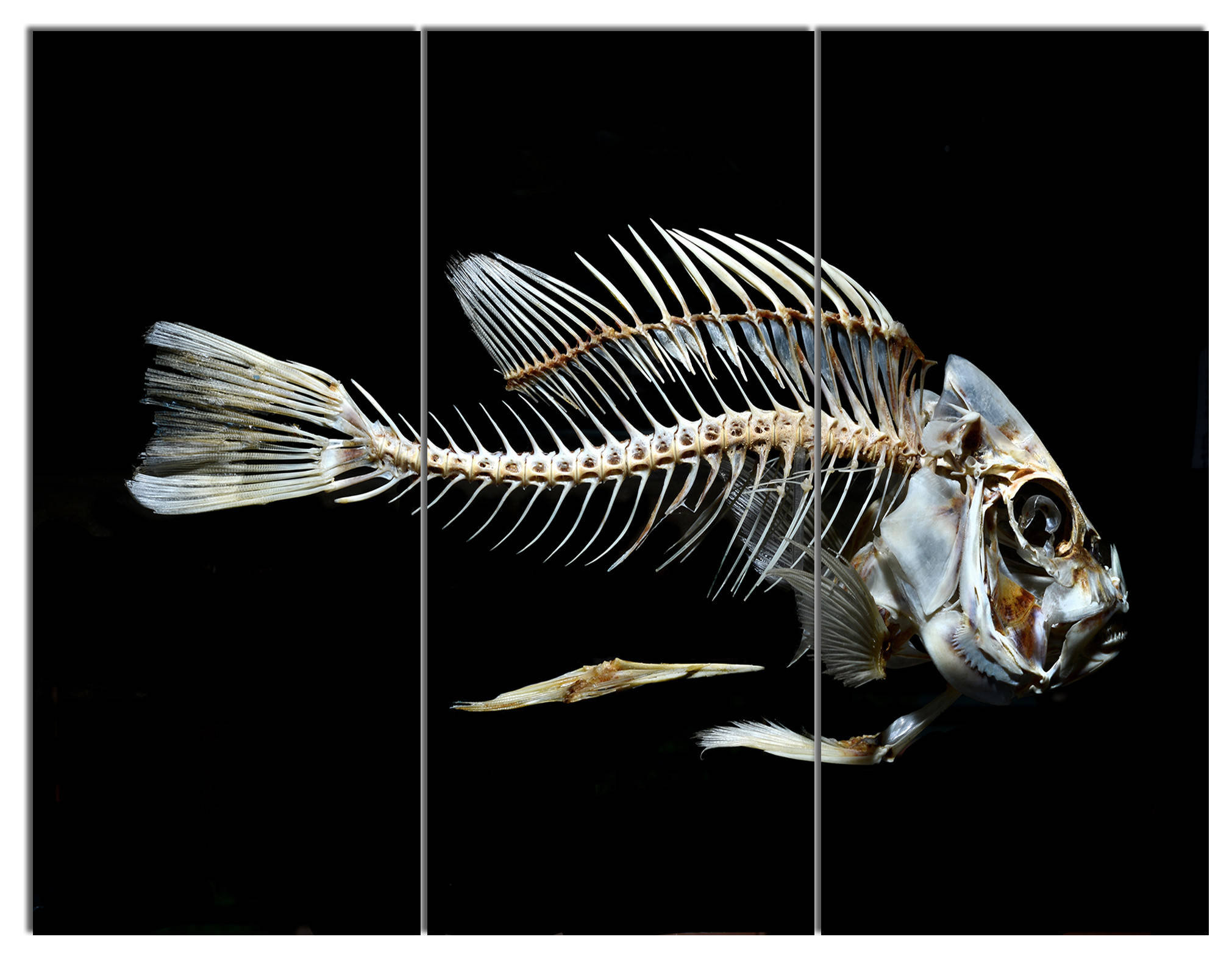 Fish Skeleton Bone on Black, Animal Triptych Canvas Art Print, 36x28, 3 ...