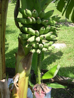 musa nam wah- banana