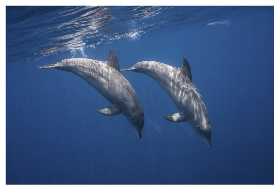"Two Bottlenose Dolphins" Digital Paper Print by Barathieu Gabriel, 20 ...