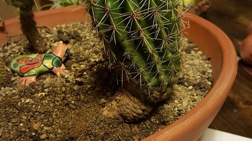 Advice on saguaro roots