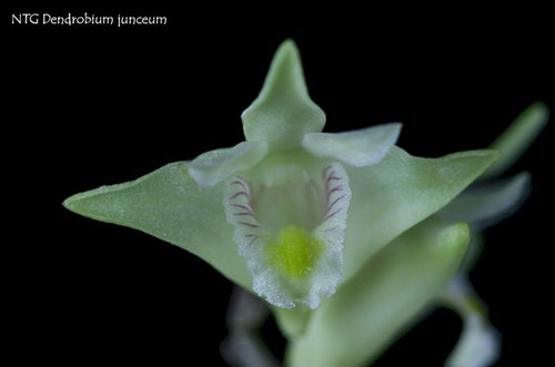 Dendrobium junceum