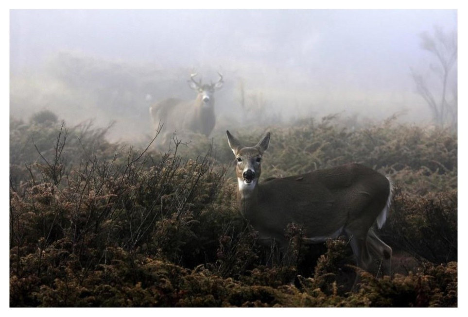 "The Rut In On White-Tailed Deer" Digital Paper Print by Jim Cumming ...