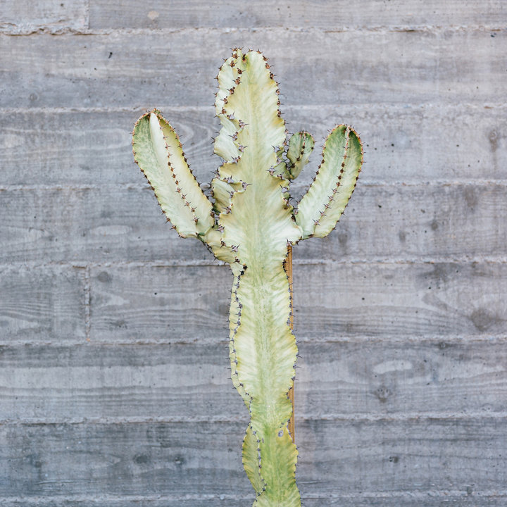 75 Small Desert Landscaping Ideas You'll Love - October, 2025 | Houzz