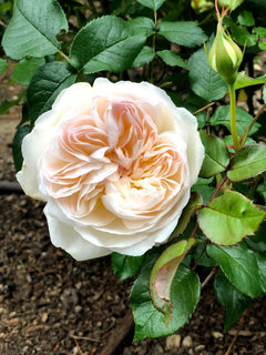 Roses like ‘Bolero’?