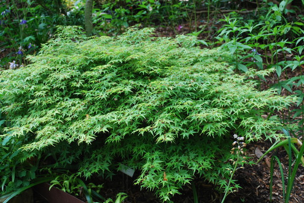 13 Japanese Maples for Shade