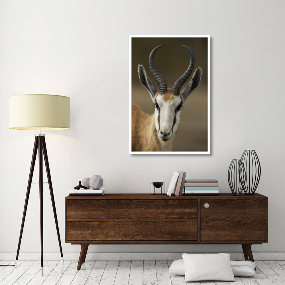 "Springbok portrait, native to Africa" Paper Print by San Diego Zoo, 14 ...