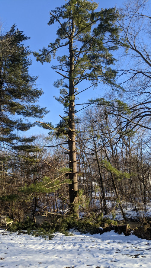 Pine tree snow storm damage