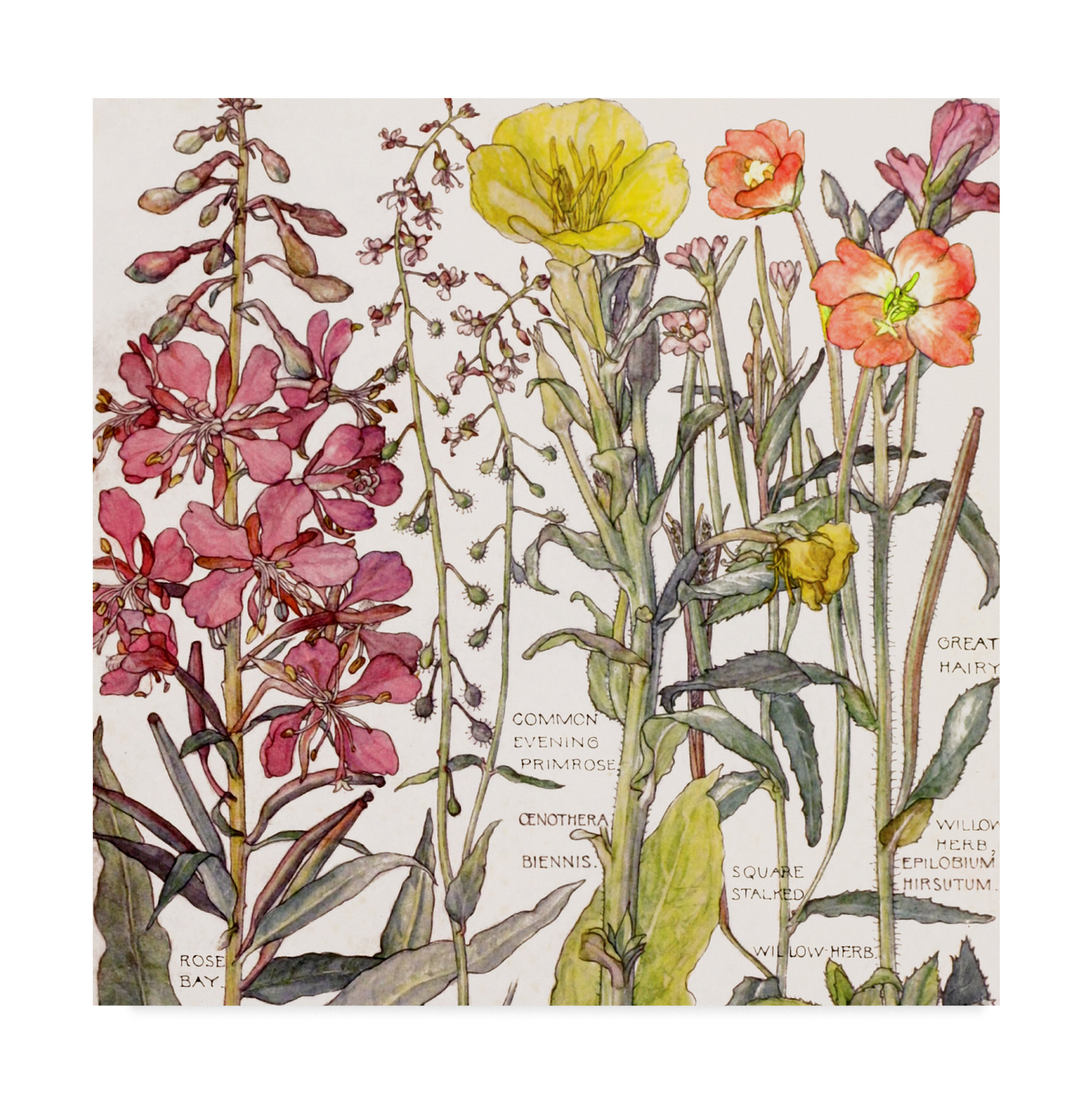 "Ambrosia 2" by Color Bakery, Canvas Art, 35"x35" - Contemporary ...