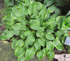 Hosta K 2019 .....