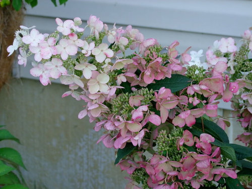 Pink Diamond Color Change Question