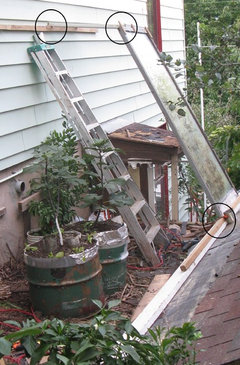 Advice for planting citrumelos