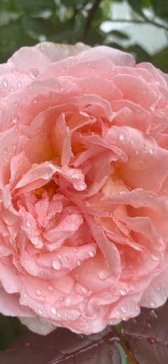 Your Best Kordes Roses