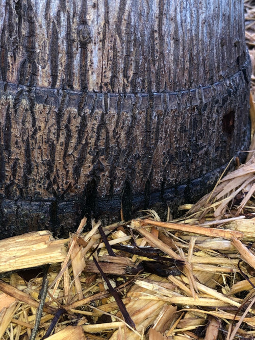 cracks in bottom of foxtail palm trunk? | Houzz Forum