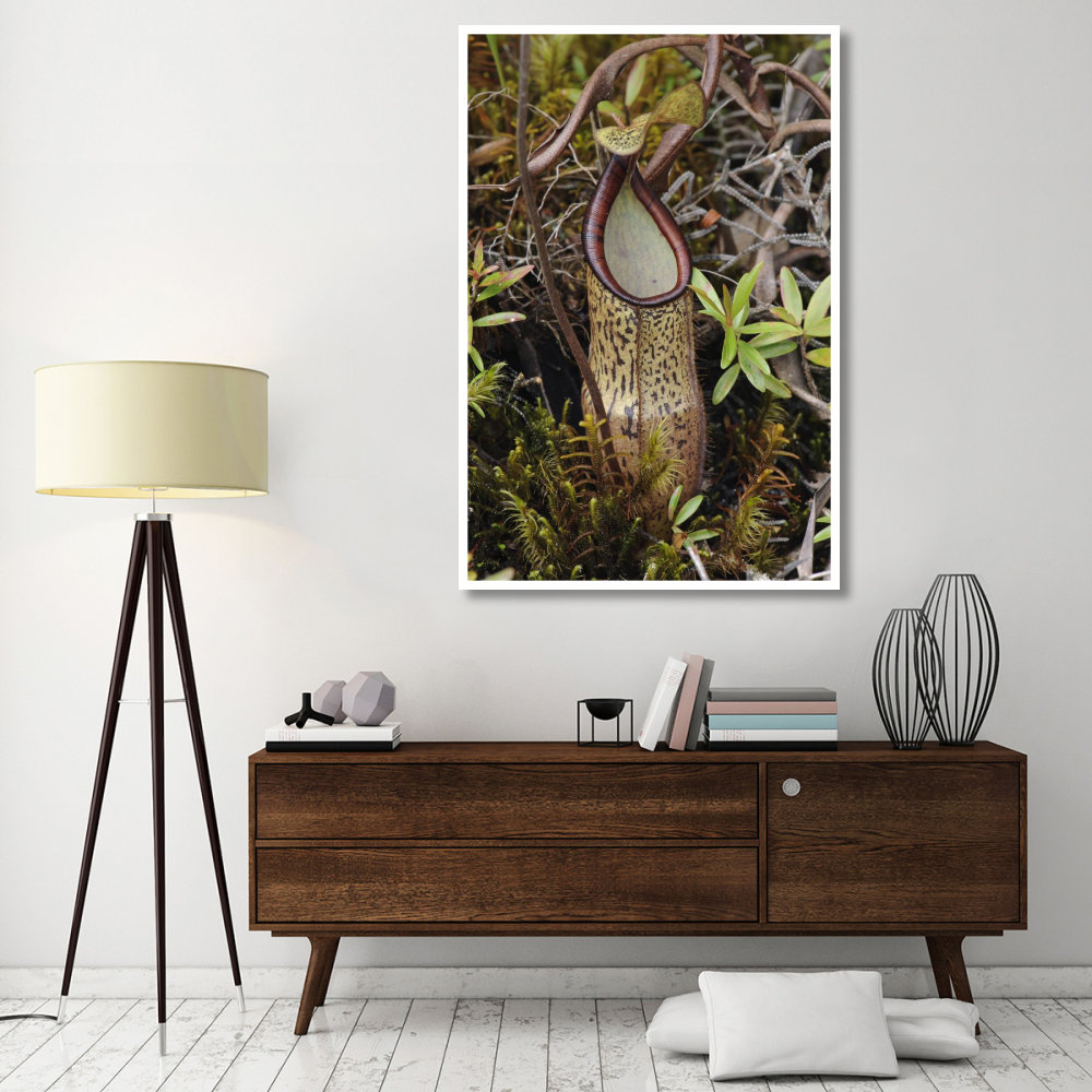 "Pitcher Plant pitcher, Kelantan, Malaysia" Paper Print by Ch'ien Lee ...