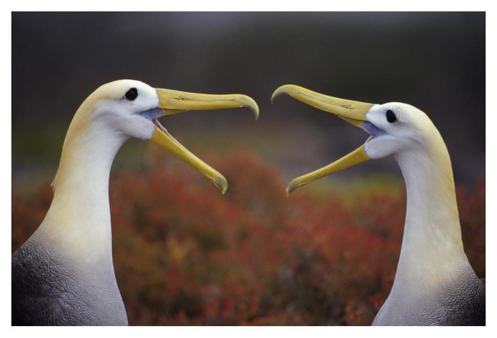 "Waved Albatross Courtship Display, Punta Cevallos, Galapagos Islands ...