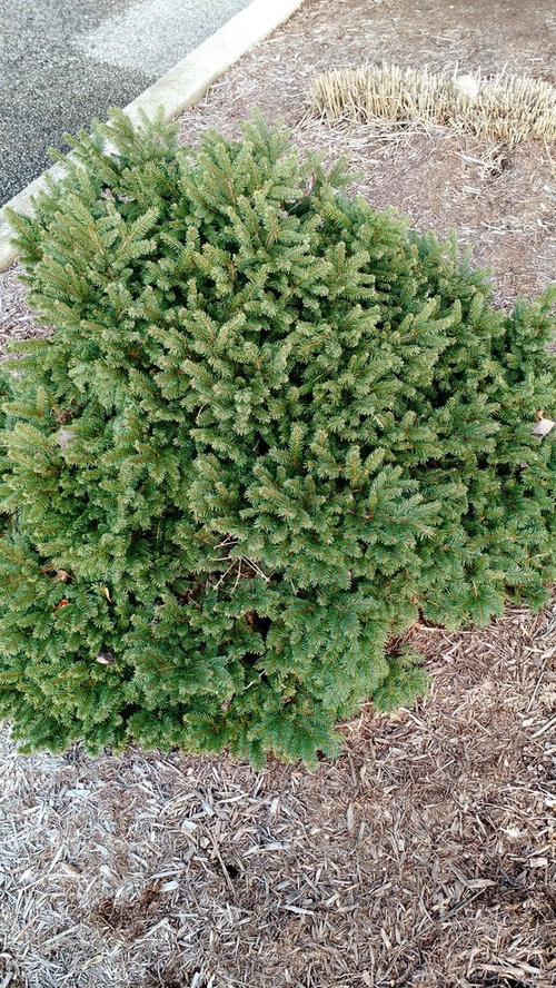 What is this spruce?