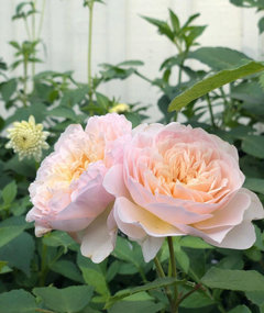 2021 jackson and perkins preview has me intrigued