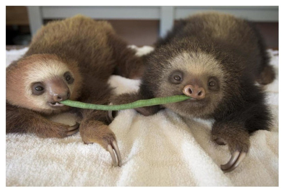"Hoffmann's 2-toed Sloth babies, Aviarios Sloth Sanctuary" Paper Art ...