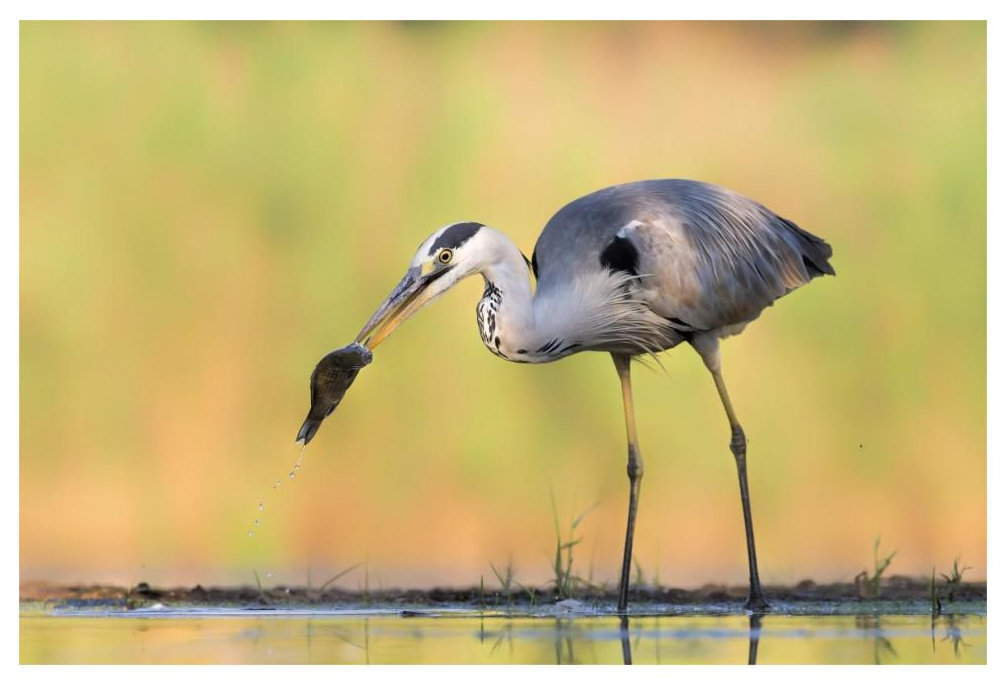 "Morning Catch" Digital Paper Print by Jun Zuo, 20"x14", 62"x42 ...