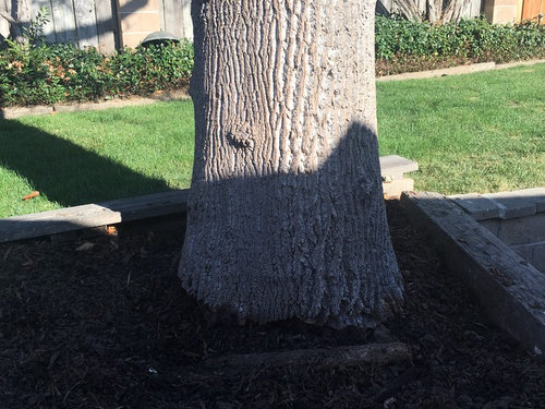 Help! Poplar Tree dying? | Houzz Forum