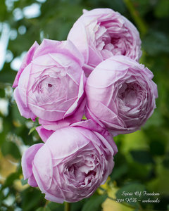 Sprit of Freedom rose