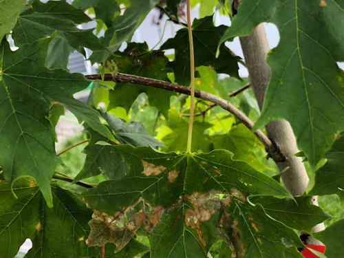 Problems with Inferno Sugar Maple planted in Red Deer- Advice