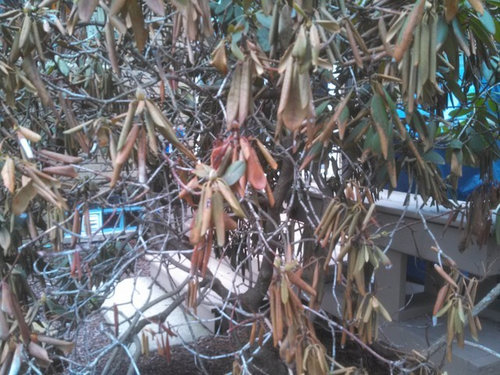 Damaged or dead Rhododendron? | Houzz Forum