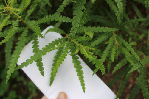 Colonial Shrub - piney smell