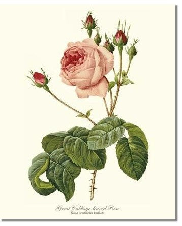 Vintage Botanical Rose Art Print: Great Cabbage Leaved Rose, 11x14 ...