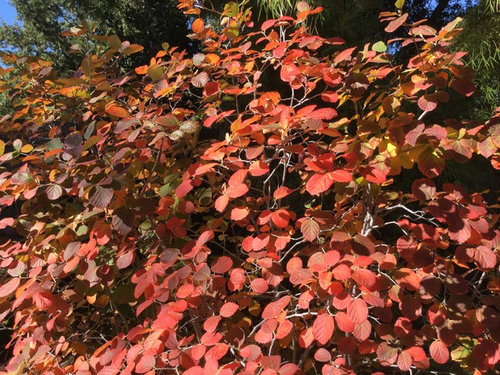 Wonderful Fall Color Shrubs