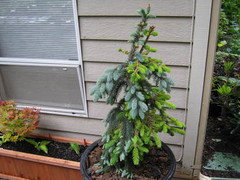 Multi-grafted conifers | Houzz Forum