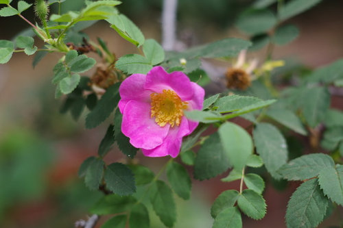 Odd roses and their garden friends.