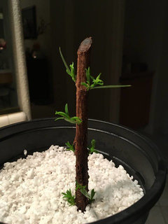 Start cuttings in Perlite or Vermiculite?