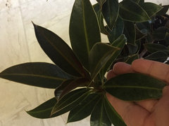ficus elastica stunted new leaves | Houzz Forum