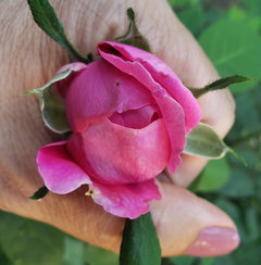 Are these bubblegum pink Paul Neyron roses? | Houzz Forum