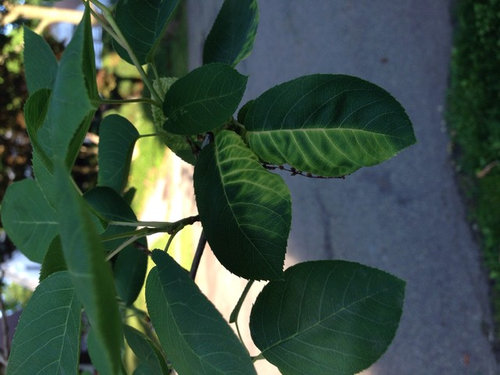 Serviceberry trees - disease or soil deficiency?