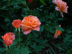 Delbard roses