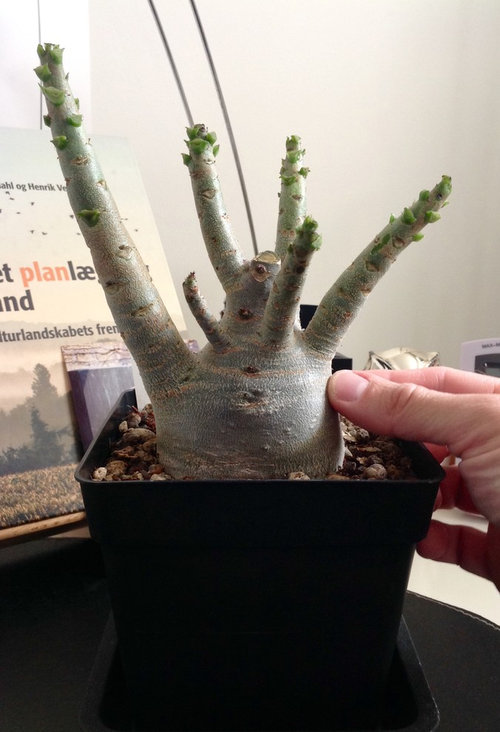 When Pruning Fails...