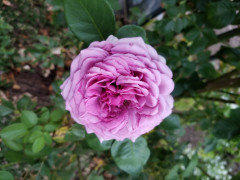 Please show me your Quicksilver Arborose.