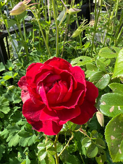 True Bloom True Spirit