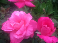 Jessica Hybrid Tea Rose