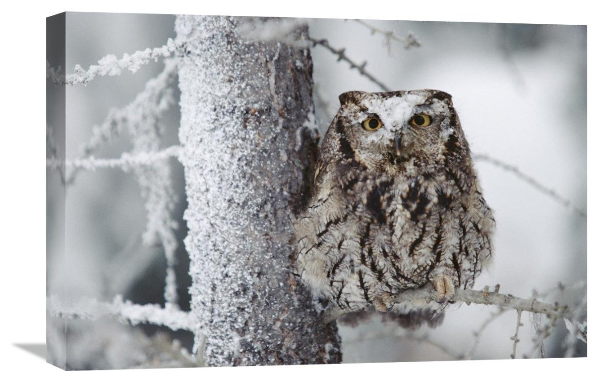 "Western Screech Owl Perching In A Tree, British Columbia, Canada ...