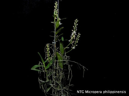 Micropera philippinensis