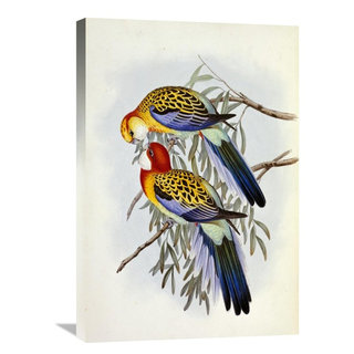 "Eastern Rosella" Artwork, 20.534" x 30" - Traditional - Prints And ...