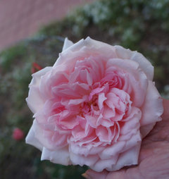 Your Most Perfect Rose