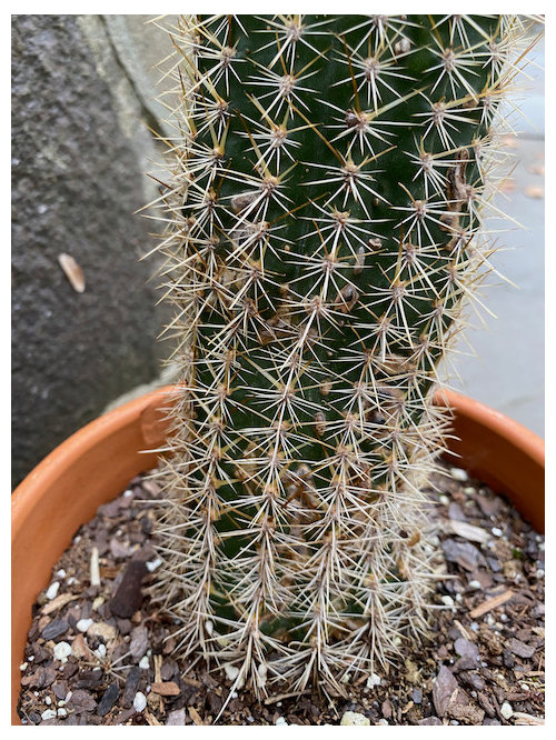 What are these bumps on my cactus?