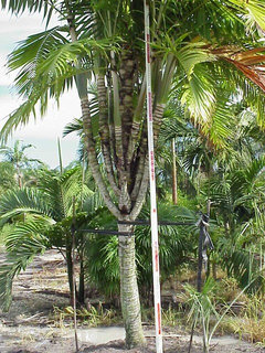 2 headed queen palm...