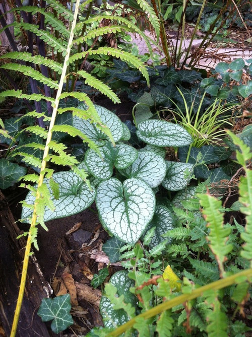 For the love of brunnera...